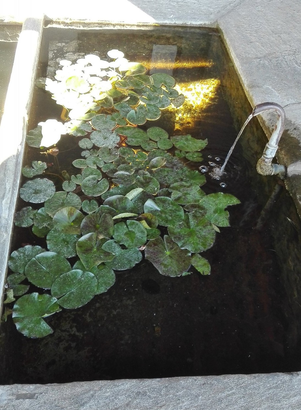 Lavatoio di Montalbo - UPEL Italia